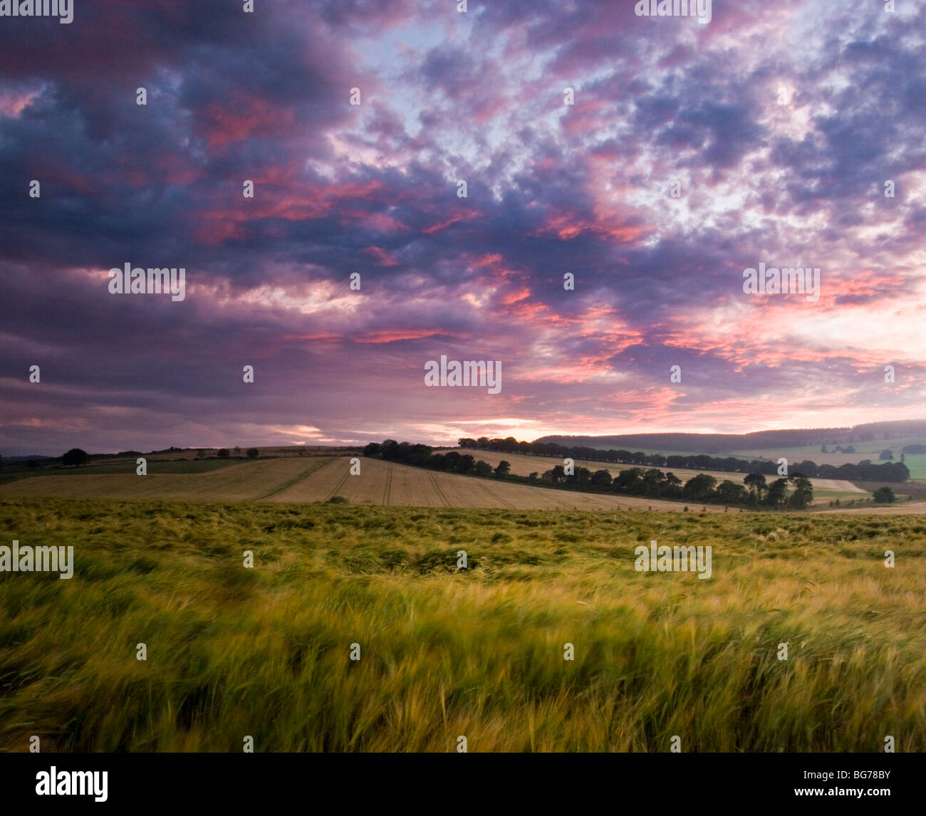British farm sunset hi-res stock photography and images - Alamy