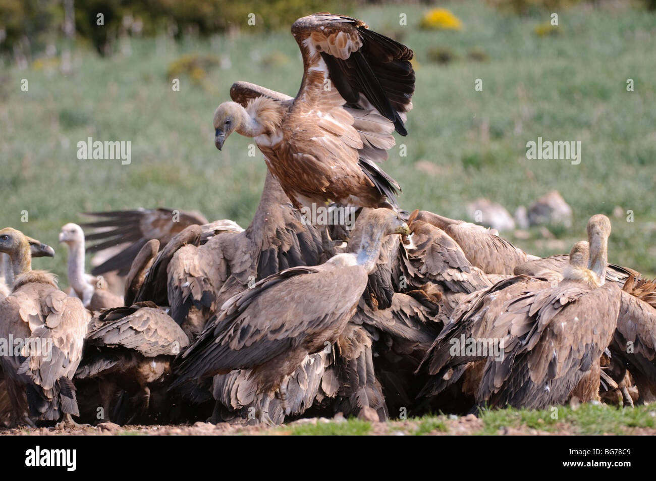 Vulture Anatomy High Resolution Stock Photography and Images - Alamy