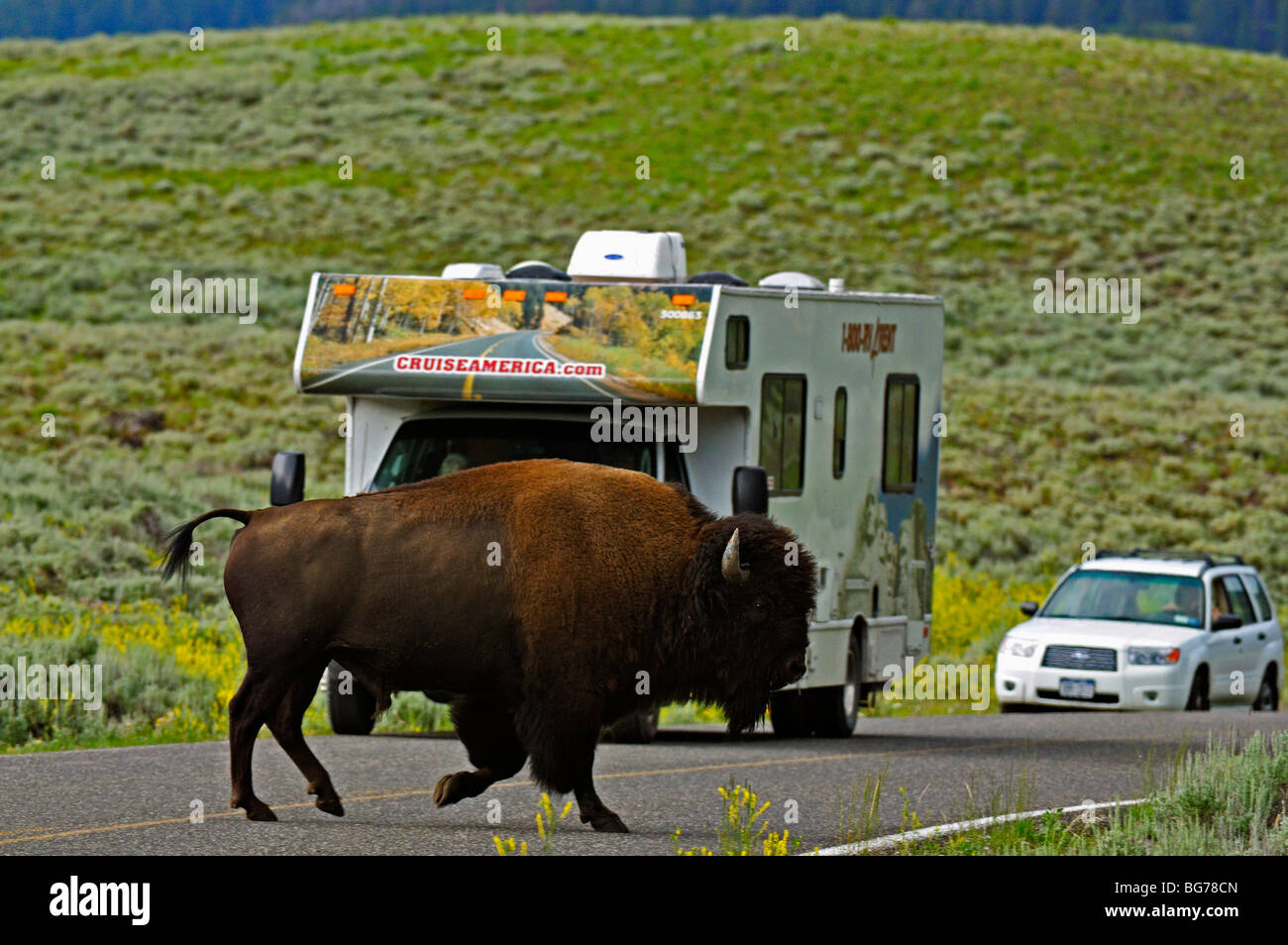 Bison yellowstone cars hi-res stock photography and images - Alamy