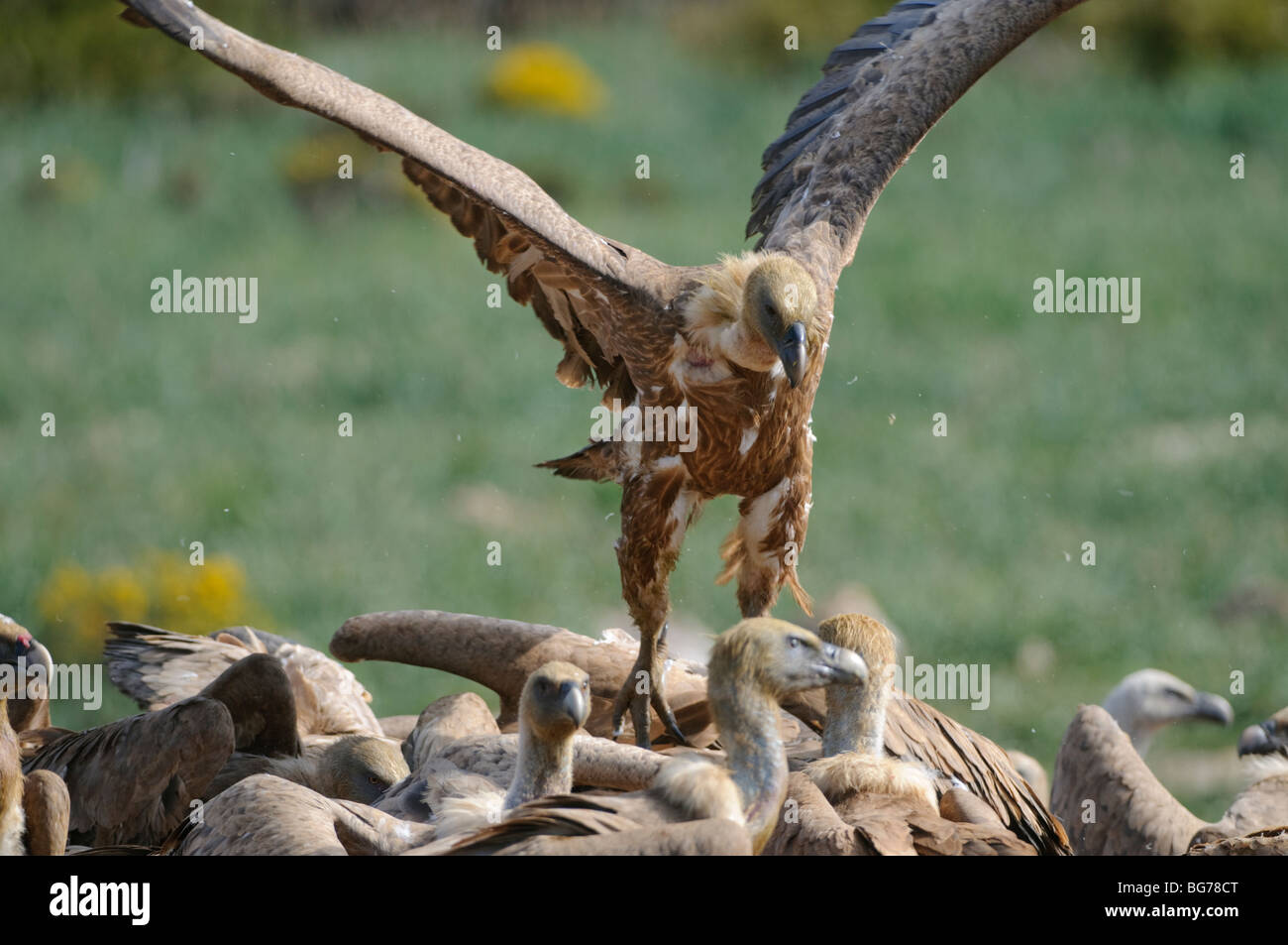 Vulture anatomy hi-res stock photography and images - Alamy
