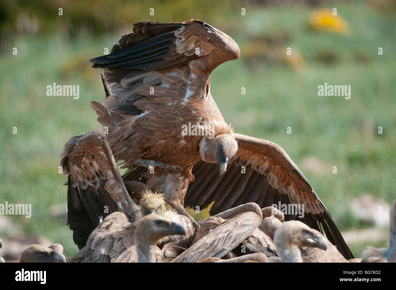 Vulture anatomy hi-res stock photography and images - Alamy
