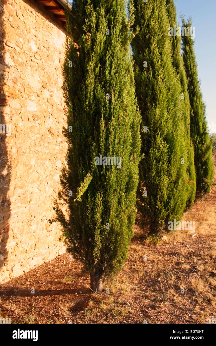 Tuscany landscape with cypress hi-res stock photography and images - Alamy