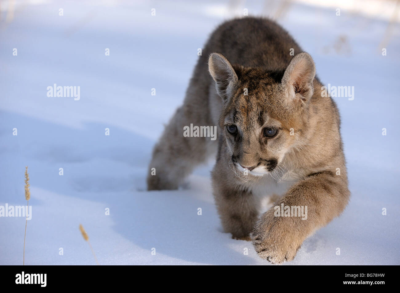 Cougar, Mountain lion (Puma concolor) Captive raised cub in winter ...
