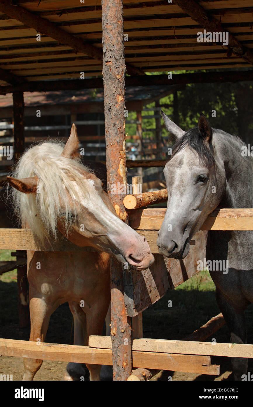 Two horses in wooden stable Stock Photo - Alamy