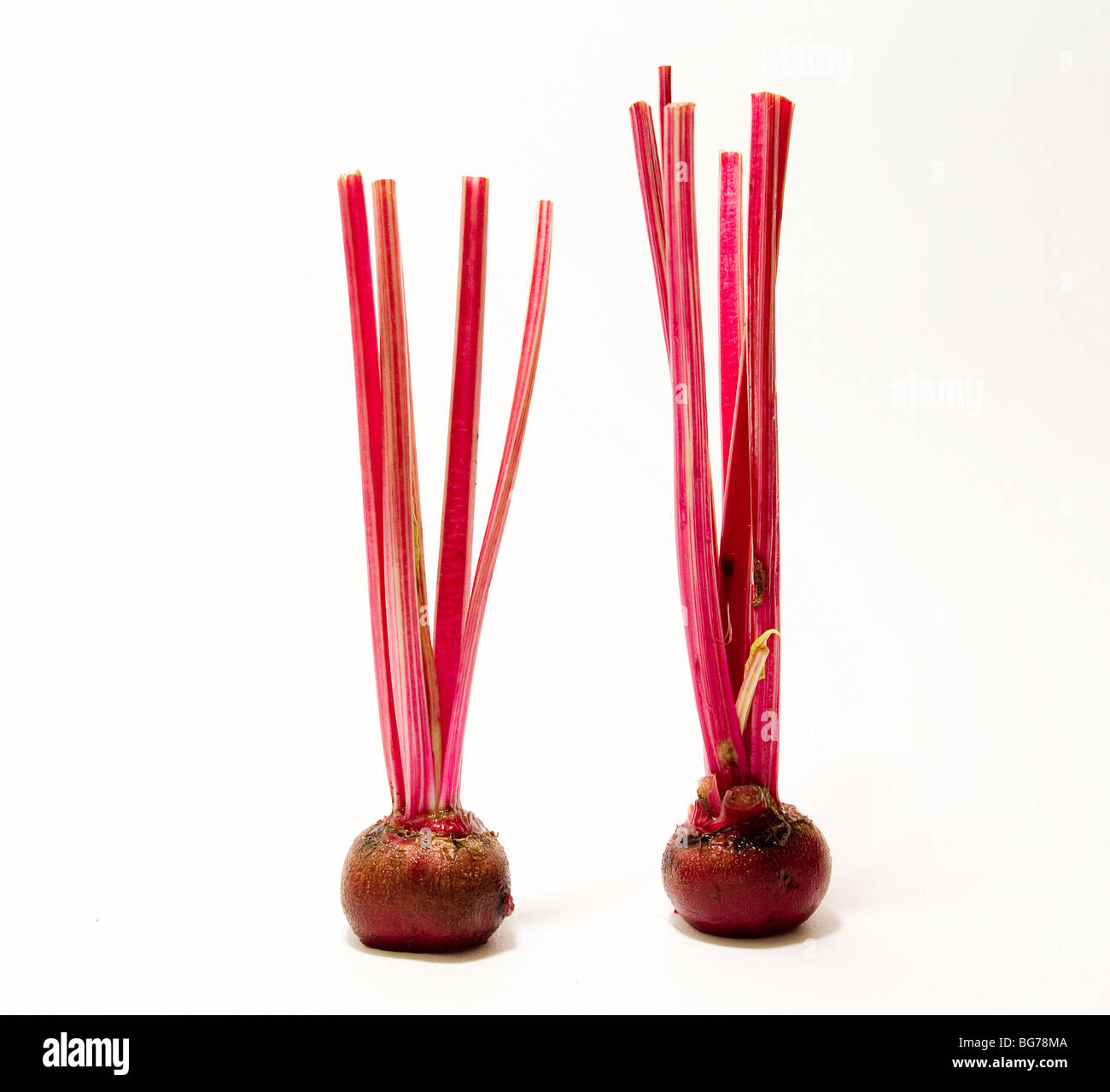 Rote beet hi-res stock photography and images - Alamy