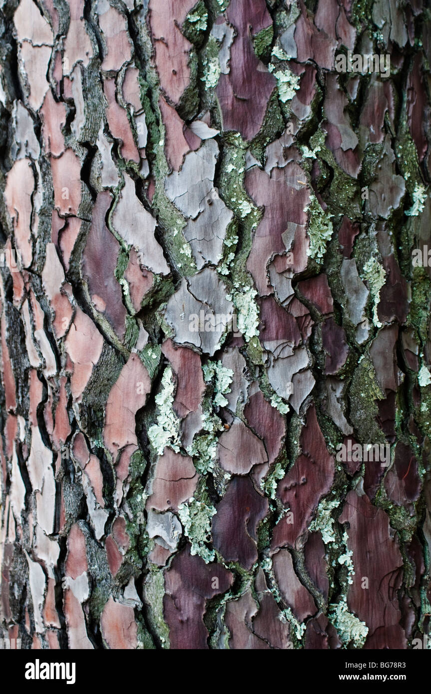 Pine bark, Southern France Stock Photo - Alamy