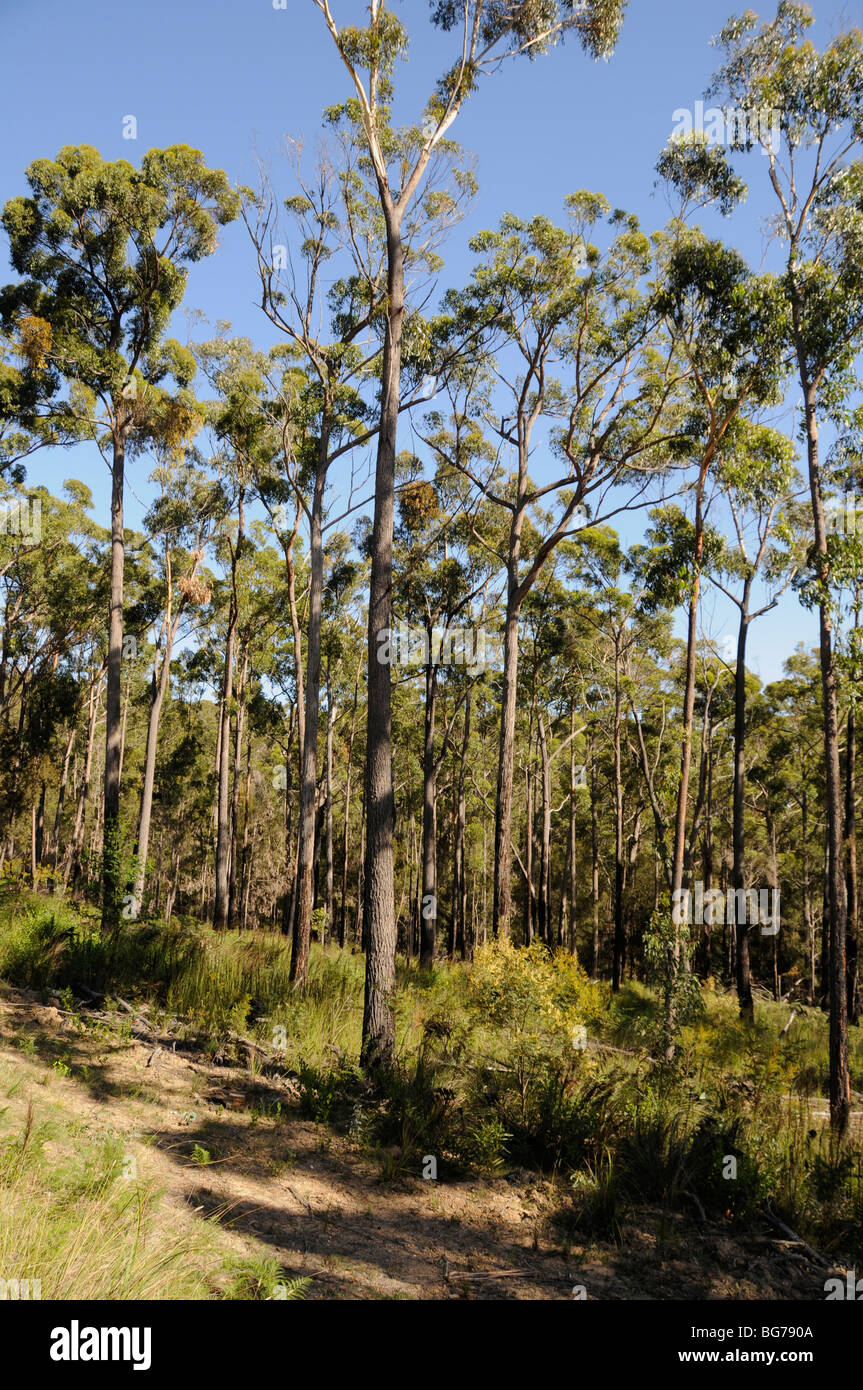 Tinder dry hi-res stock photography and images - Alamy