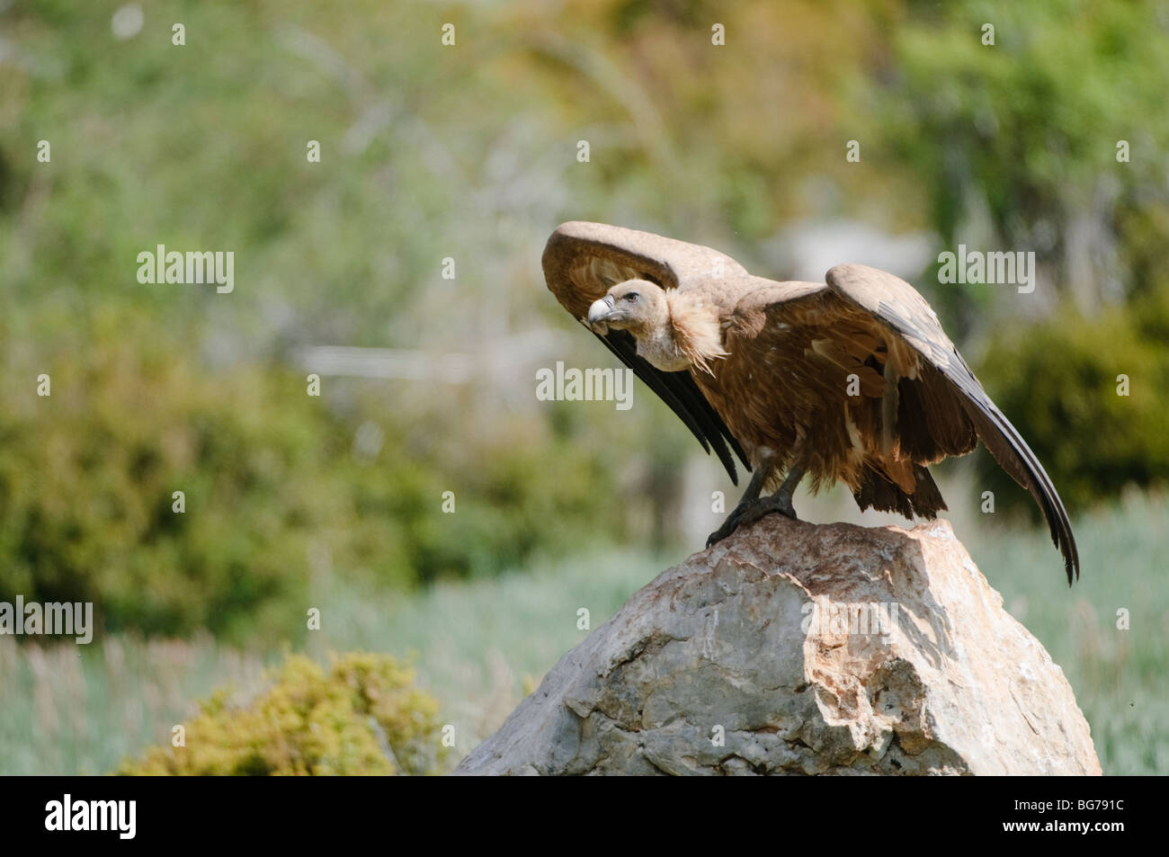 Vulture on rock hi-res stock photography and images - Alamy