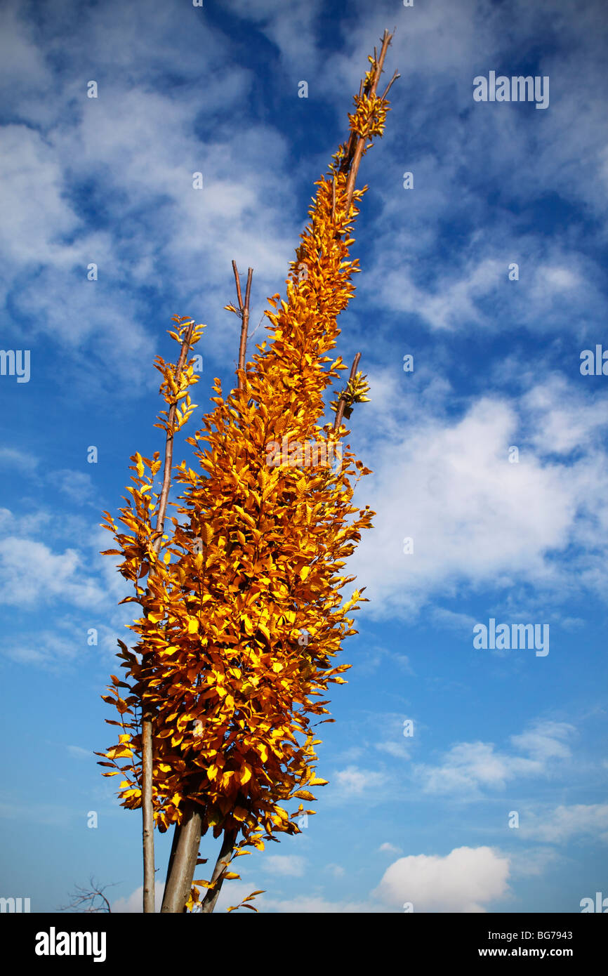 tree with yellow laminated on blue sky Stock Photo - Alamy
