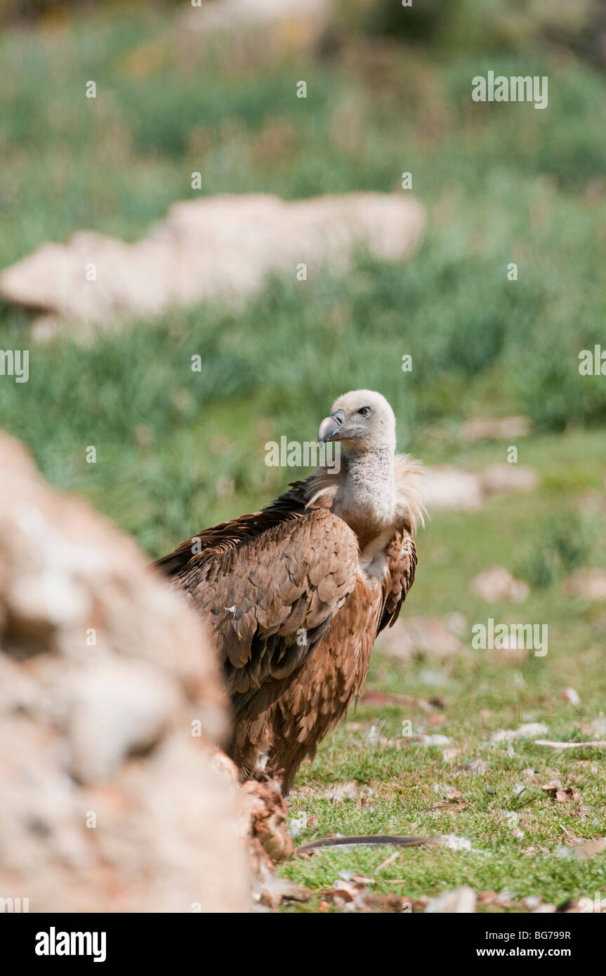 Vulture on rock hi-res stock photography and images - Alamy
