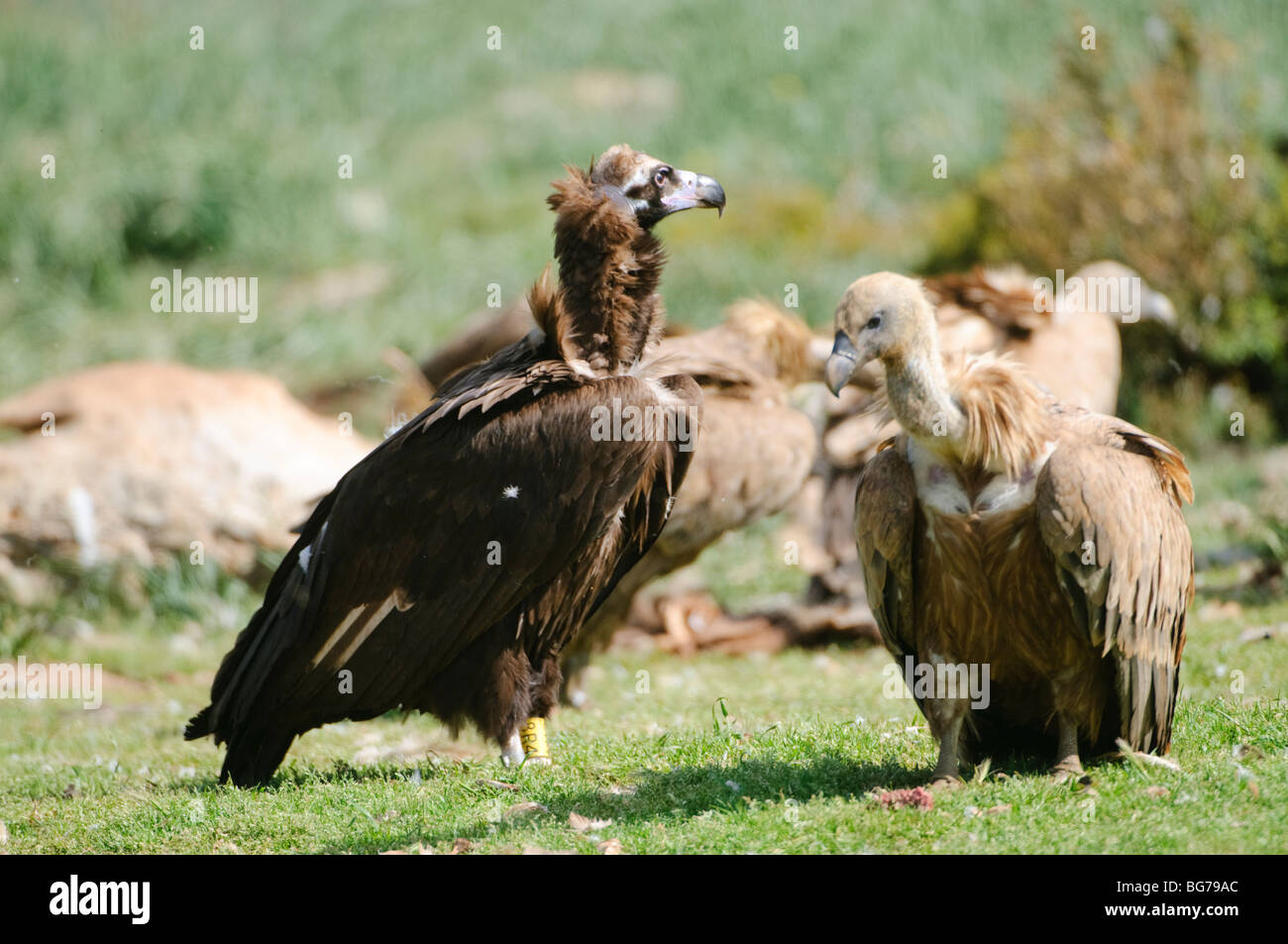 Griffon vultures and Black vultures on a sheep carcass at a ...