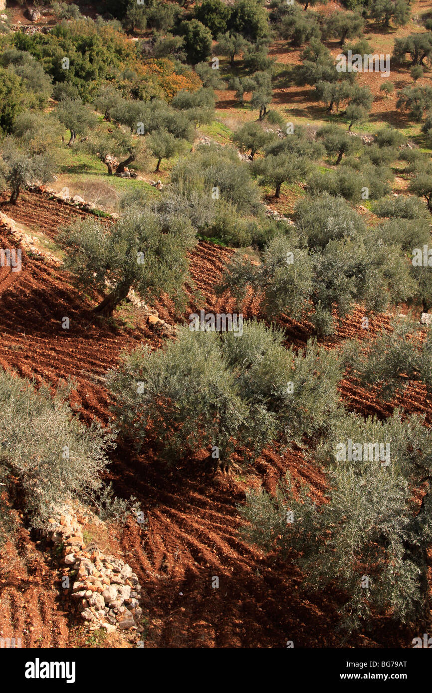 Israel, Upper Galilee, Olive grove by Druze village Ein el Asad Stock ...