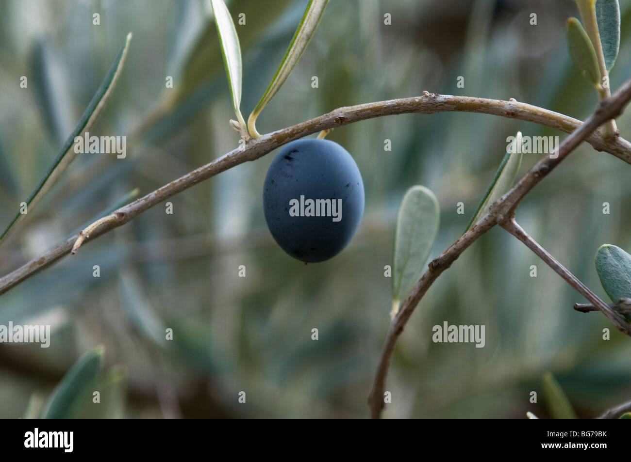 Single olive tree hi-res stock photography and images - Alamy