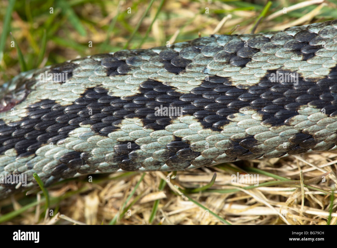 Close up of an Adders (Vipera berus) Scales Stock Photo - Alamy