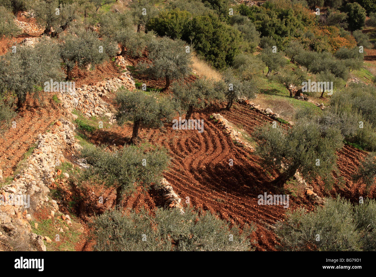 Terraces olive trees hi-res stock photography and images - Alamy