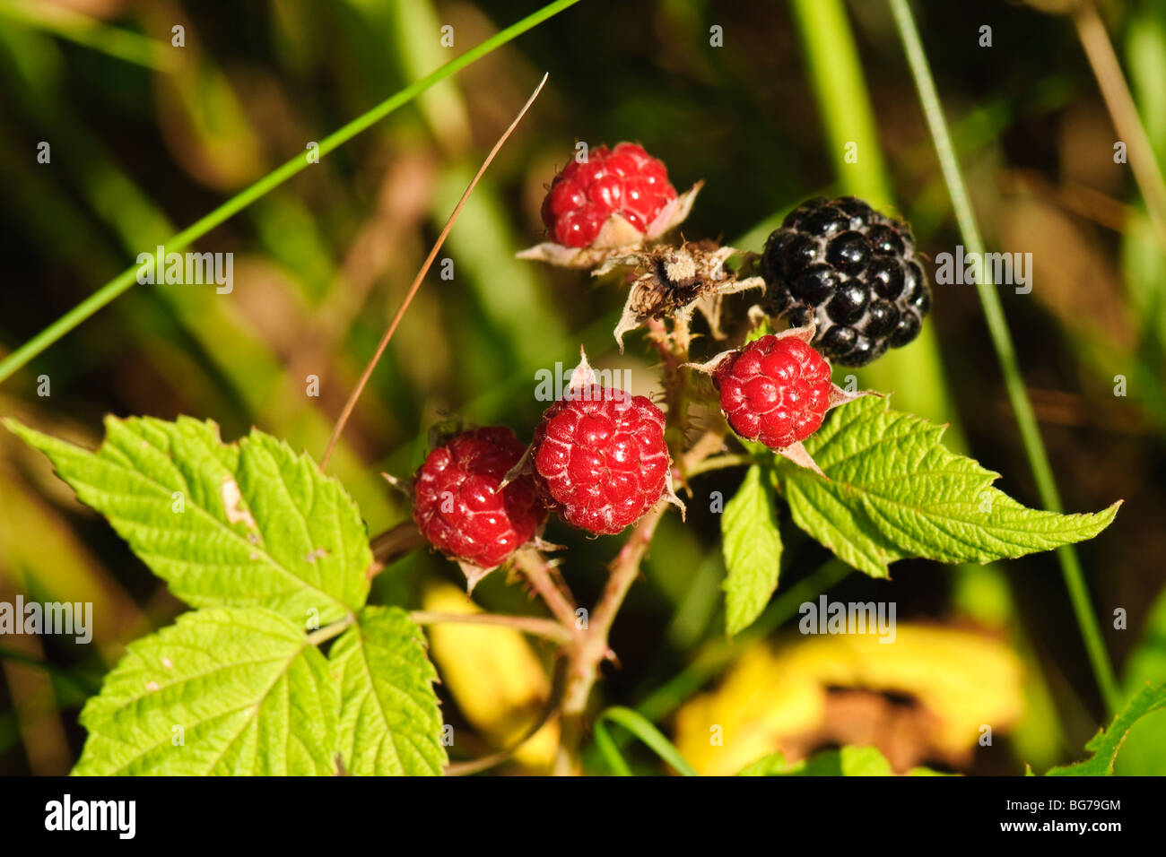 Wildwood plants hi-res stock photography and images - Alamy