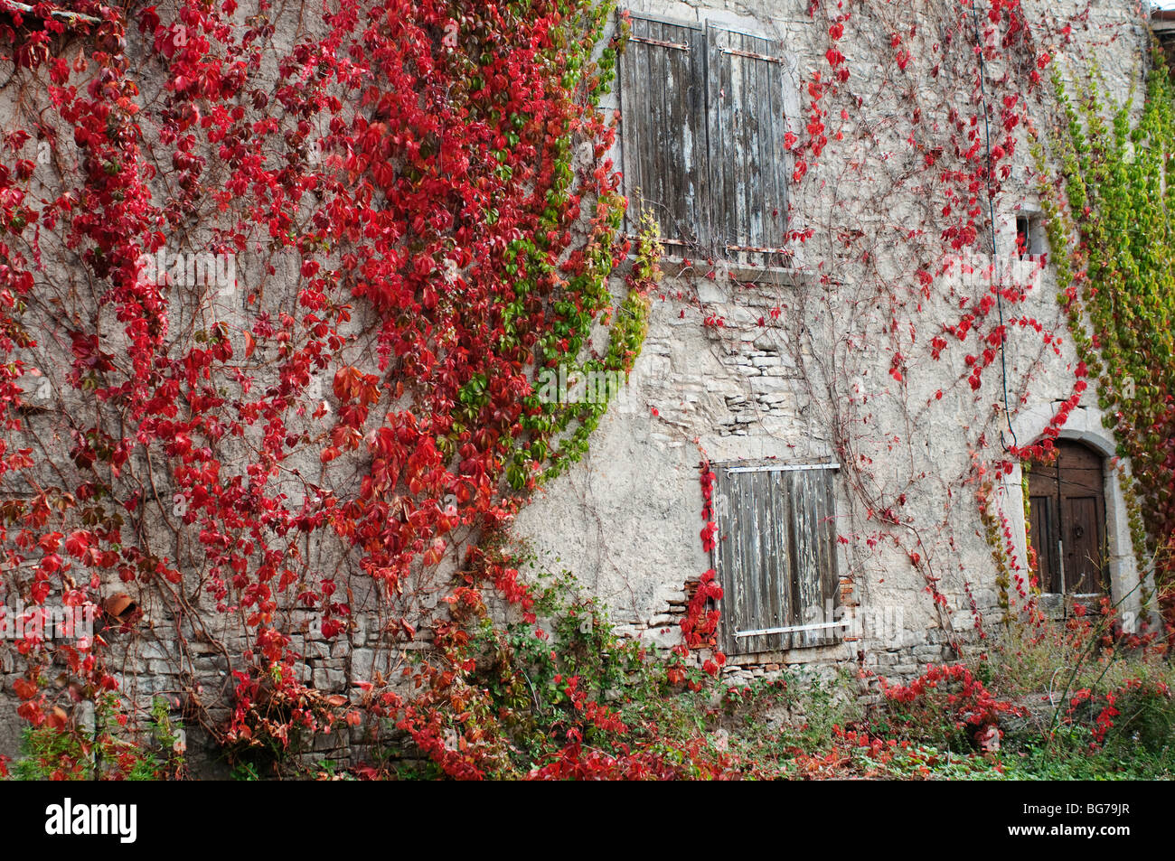 Stone house covered with Virginia creeper, Herault, France Stock Photo ...