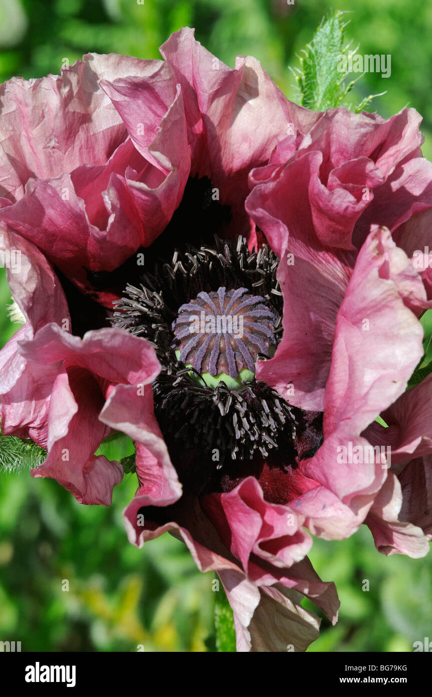 Peony poppy in bloom English countryside Stock Photo - Alamy