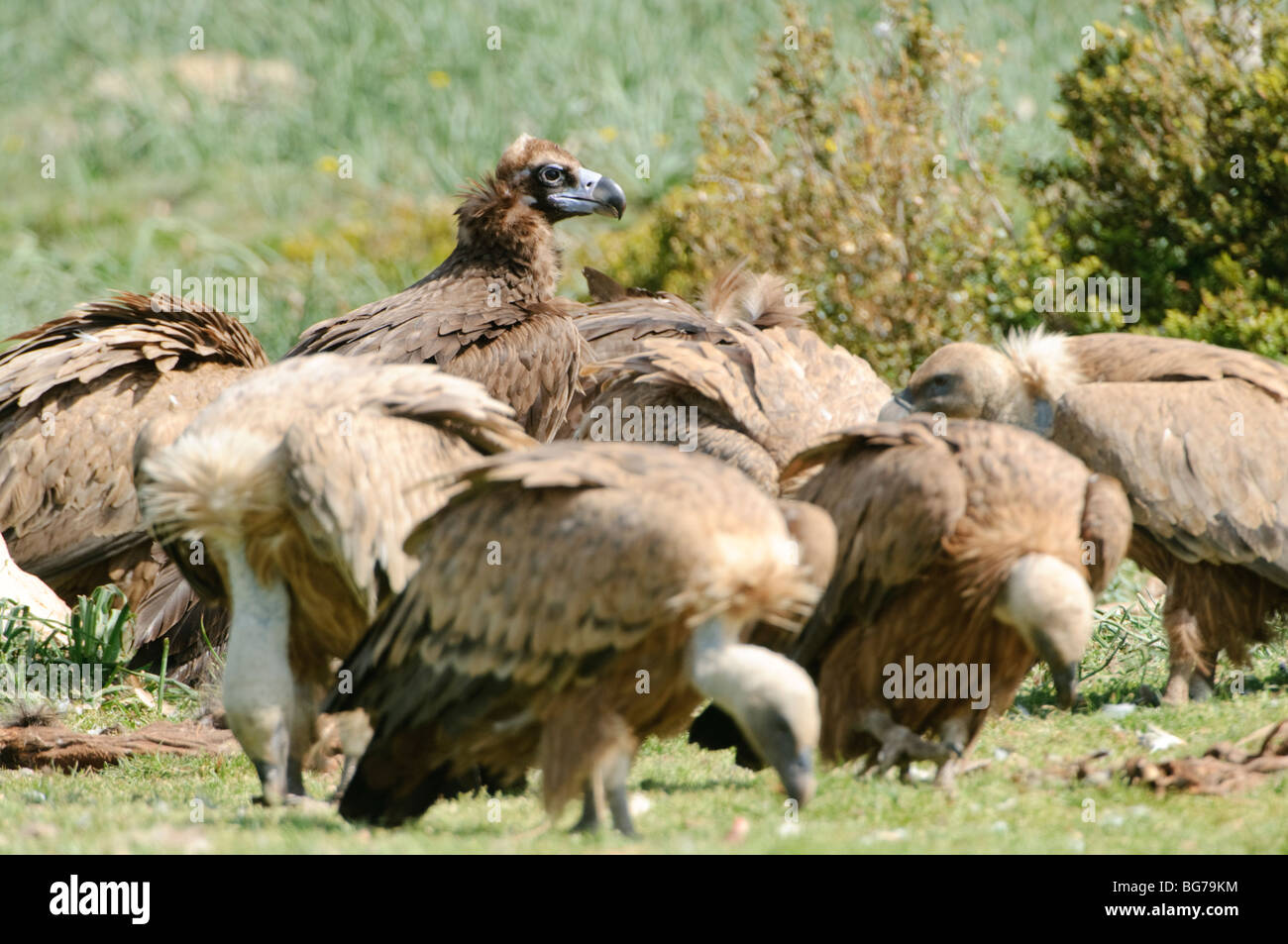 Griffon vultures and Black vultures on a sheep carcass at a ...