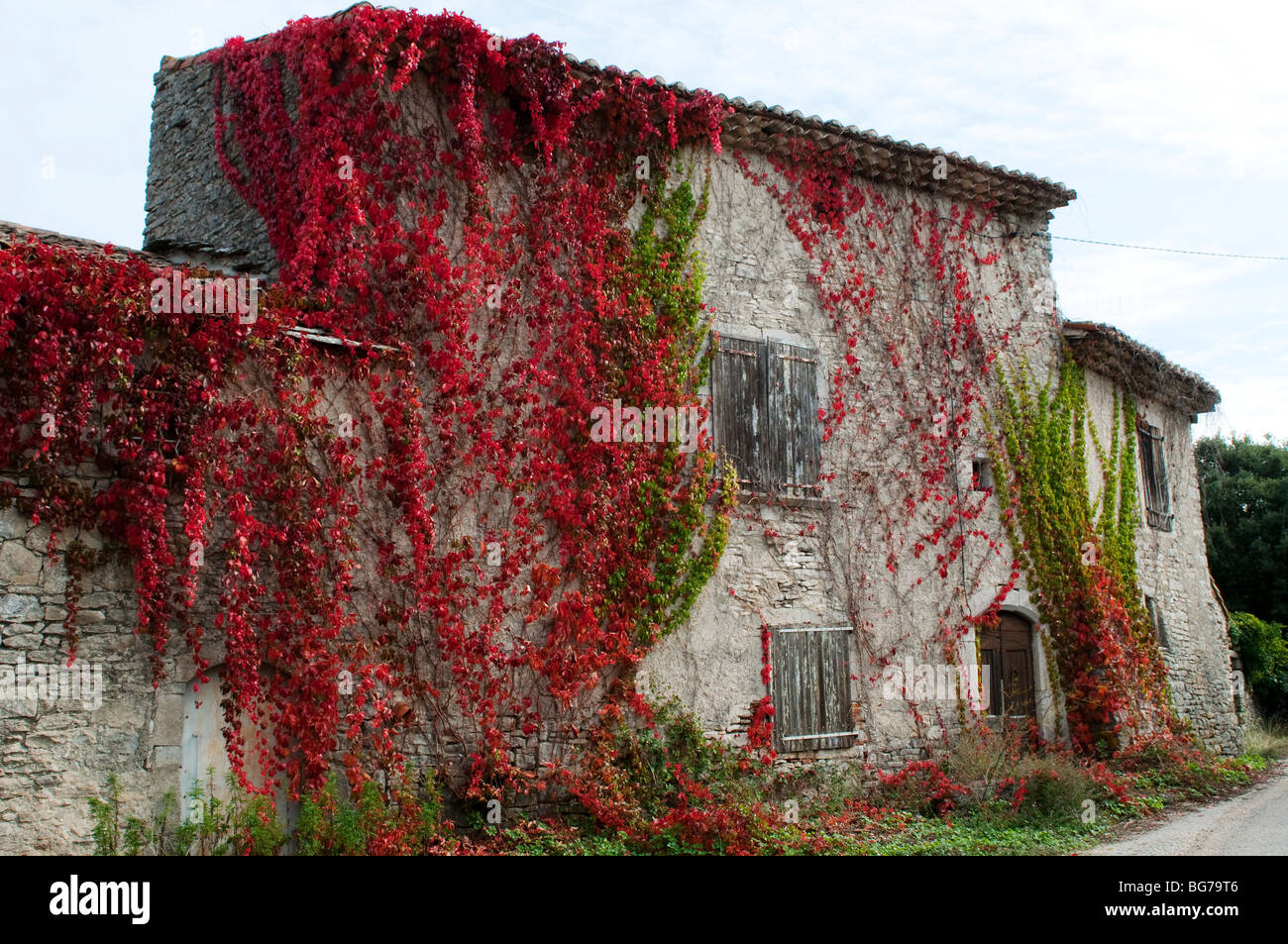 Stone house covered with virginia creeper, Herault, France Stock Photo ...