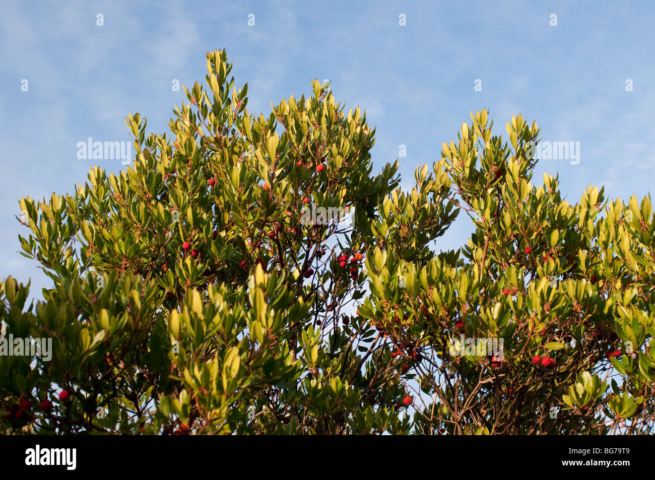 Strawberry Tree with ripe fruit, Ganges, Herault, France Stock Photo ...
