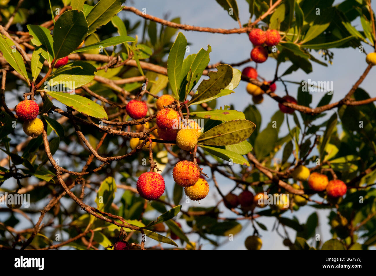 Strawberry Tree with ripe fruit, Ganges, Herault, France Stock Photo ...