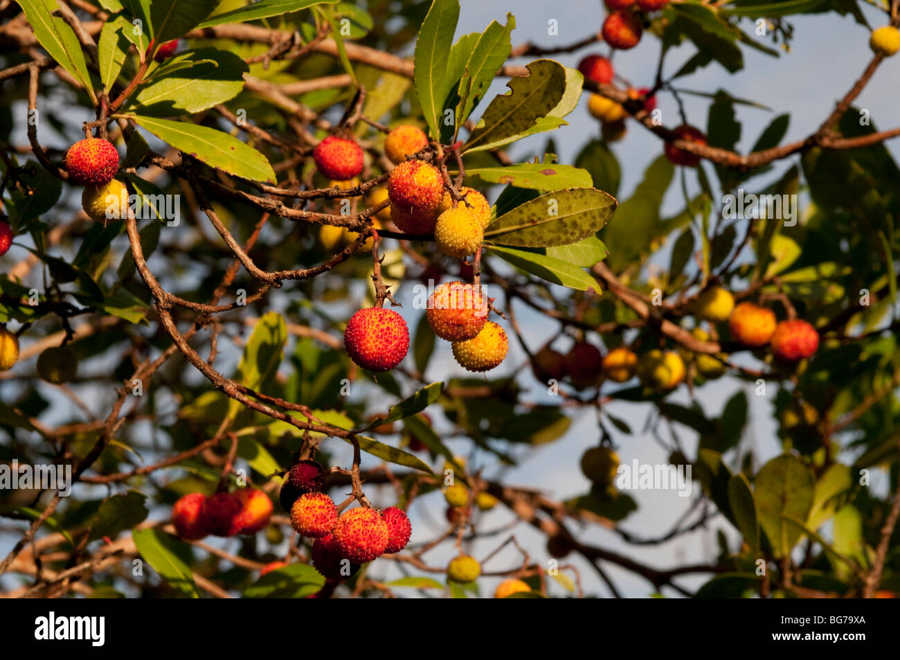 Strawberry Tree with ripe fruit, Ganges, Herault, France Stock Photo ...
