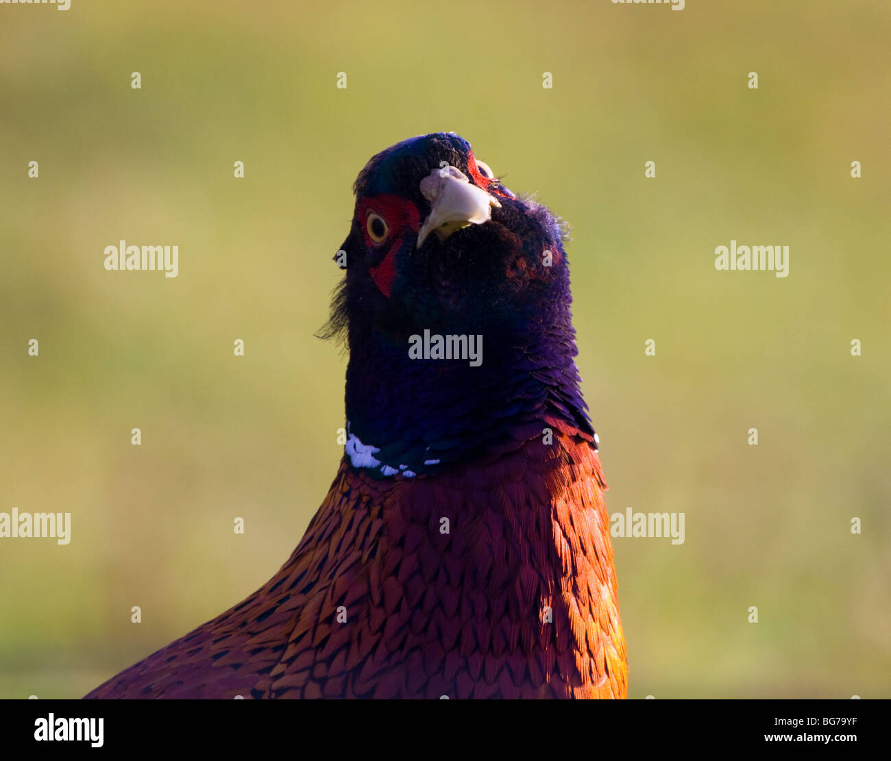 Pheasant scotland hi-res stock photography and images - Alamy