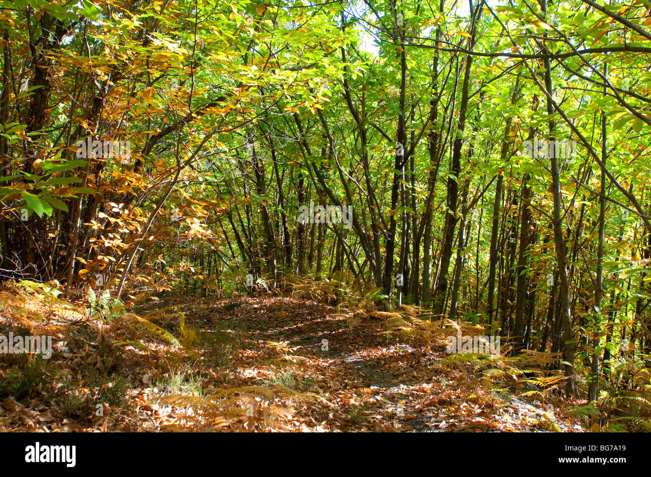 France languedoc forest hi-res stock photography and images - Alamy