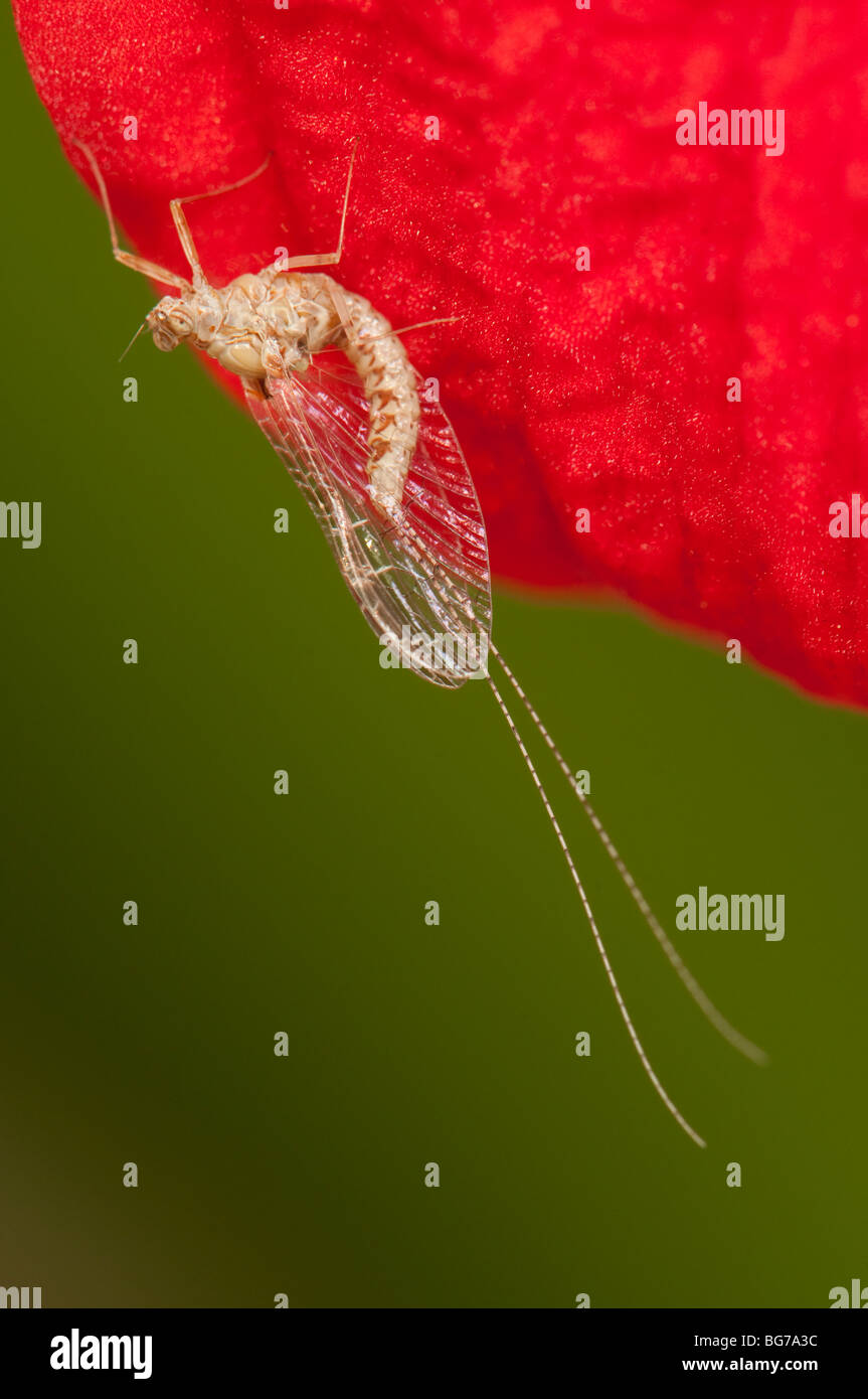 Ephemeroptera hi-res stock photography and images - Alamy