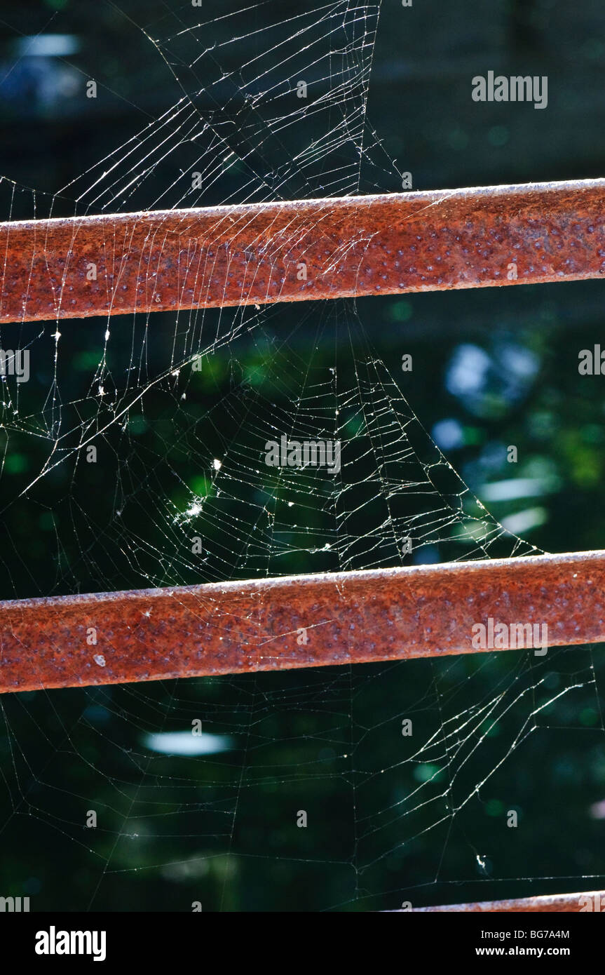Spider web on a rusty fence Stock Photo - Alamy