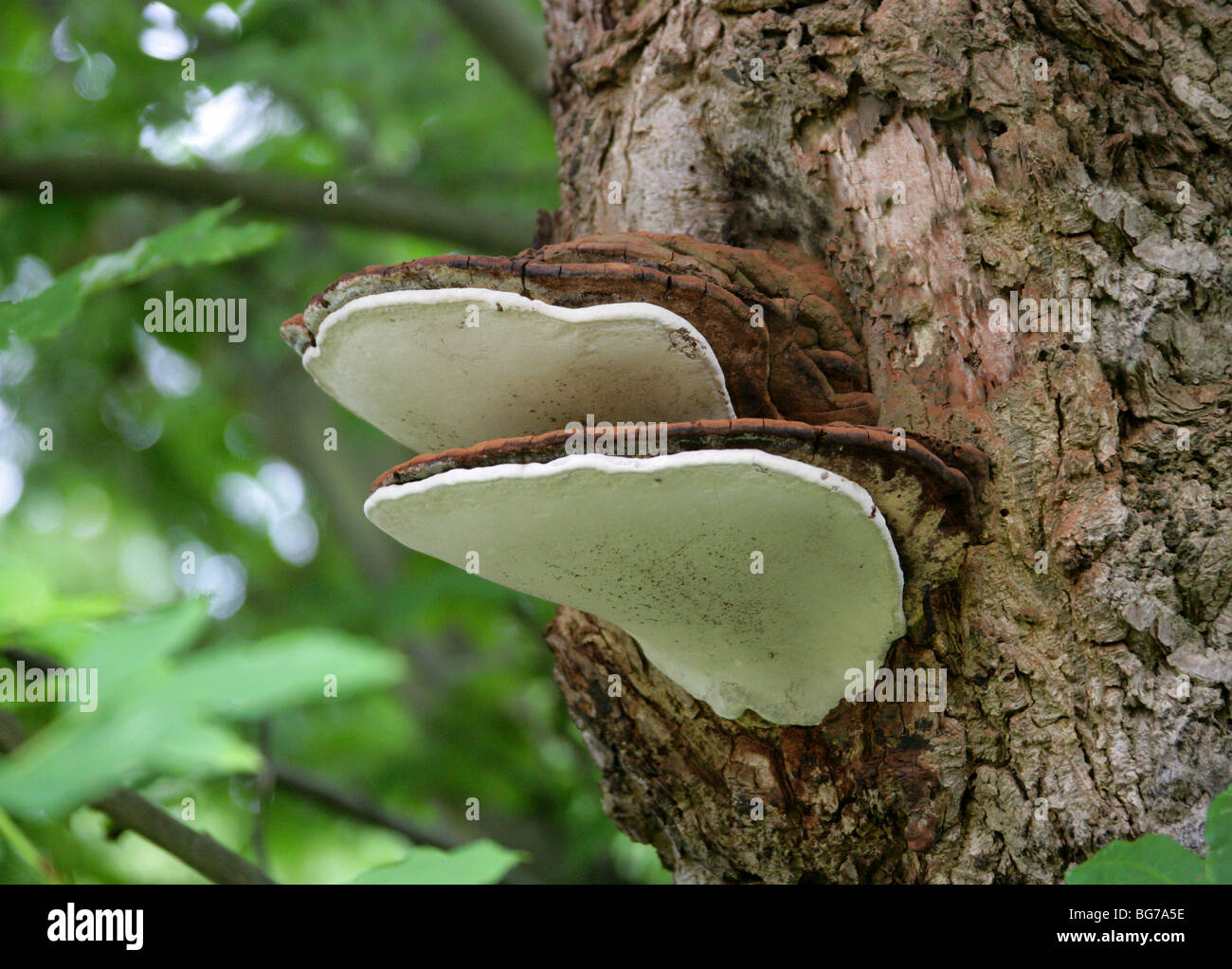 Artists Fungus, Ganoderma applanatum, Ganodermataceae. A Bracket Fungus ...