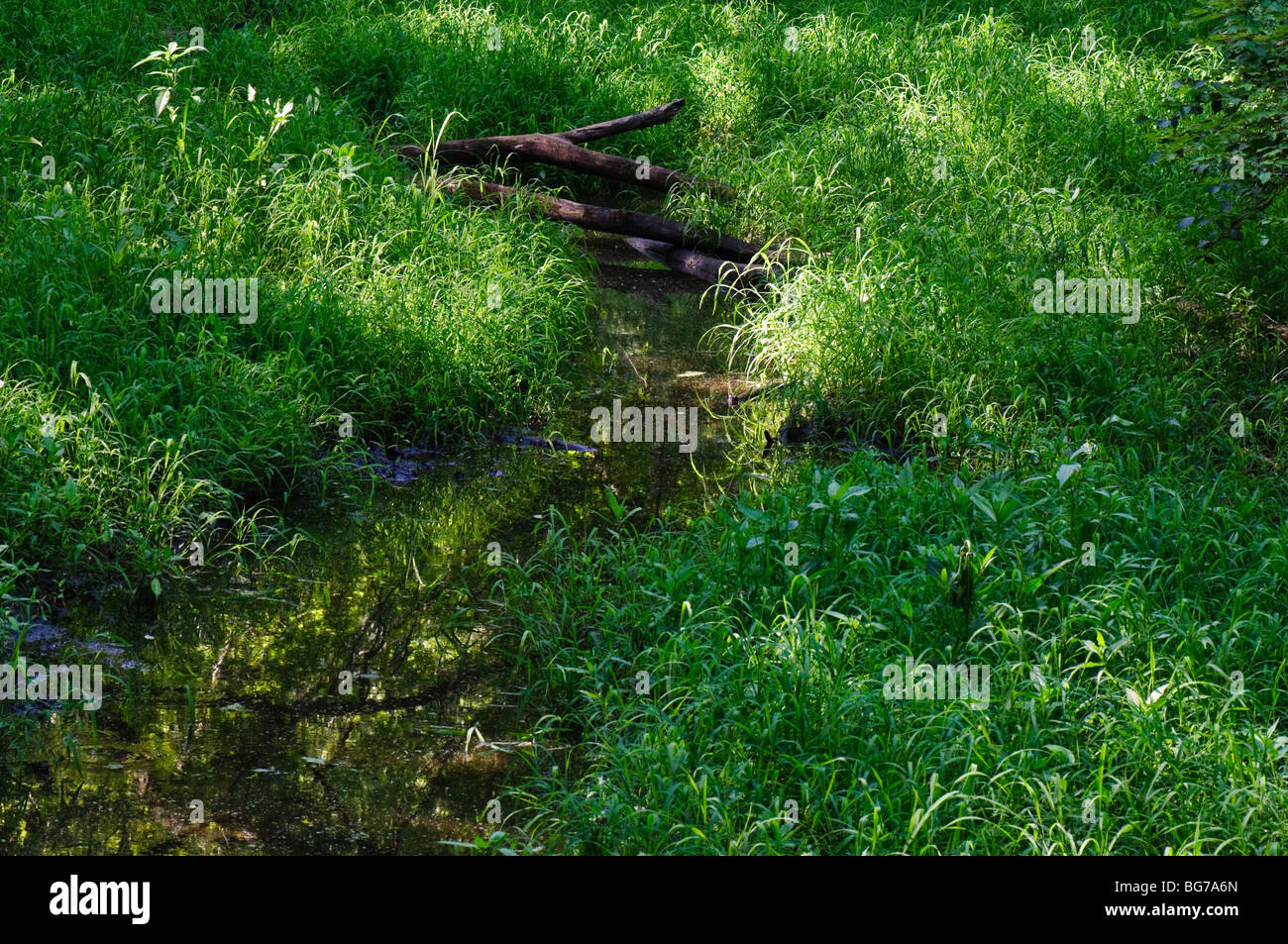 Swamp land at Oak Openings Preserve, a Toledo, Ohio, Metropark Stock ...