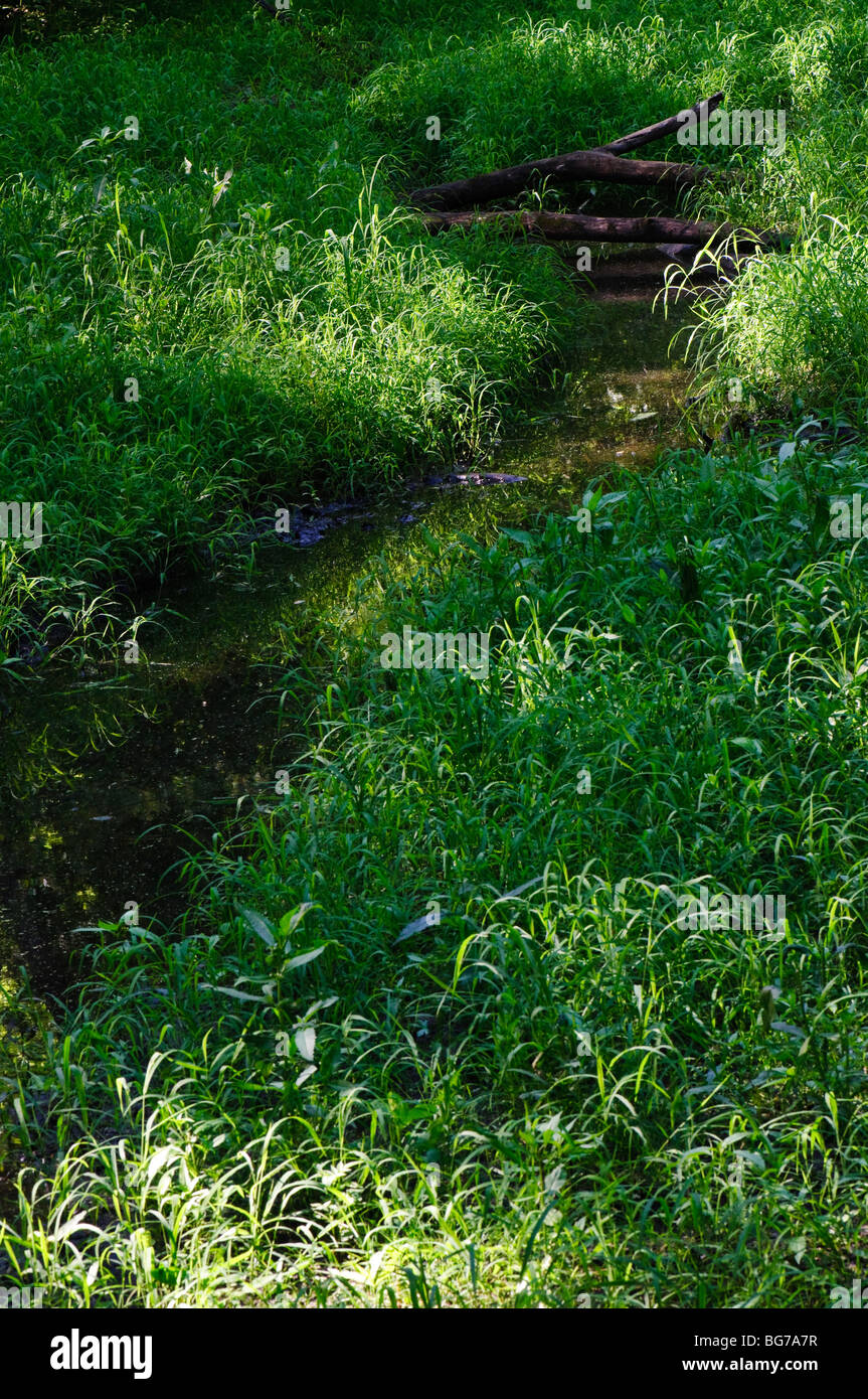 Swamp land hi-res stock photography and images - Alamy