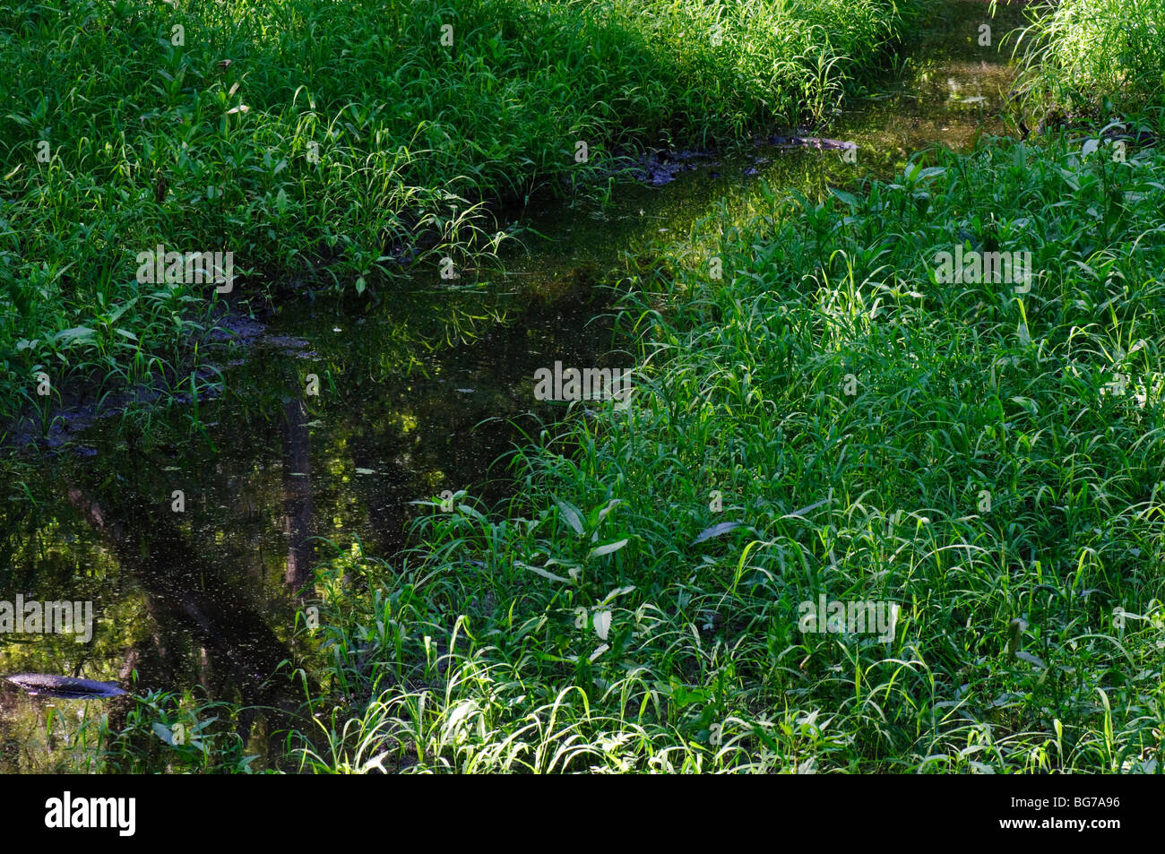 Swamp land at Oak Openings Preserve, a Toledo, Ohio, Metropark Stock ...