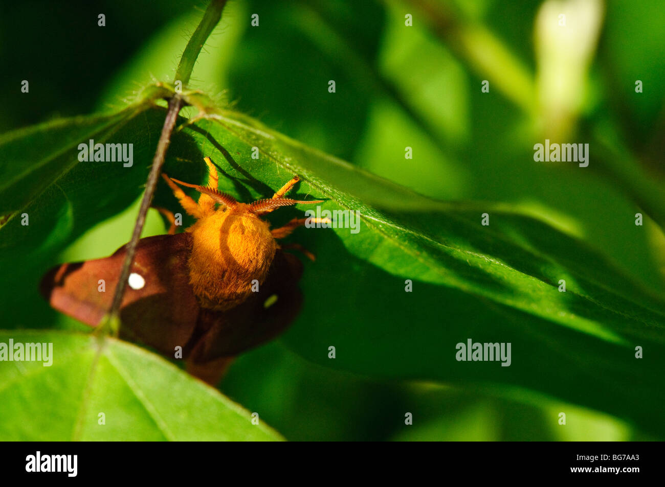 Male Oakworm moth Stock Photo - Alamy