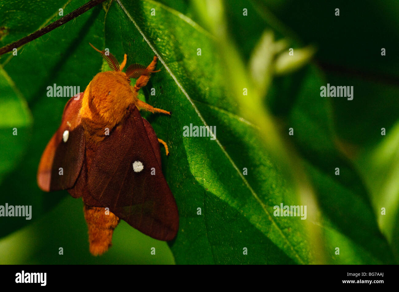 Oakworm moth hi-res stock photography and images - Alamy