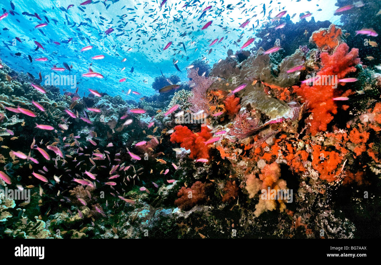 Fiji coral reef conservation hi-res stock photography and images - Alamy