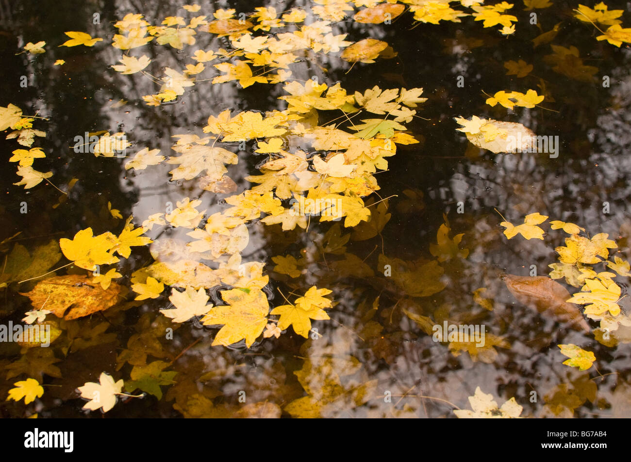 Autumnal leaves floating on a stream Stock Photo - Alamy
