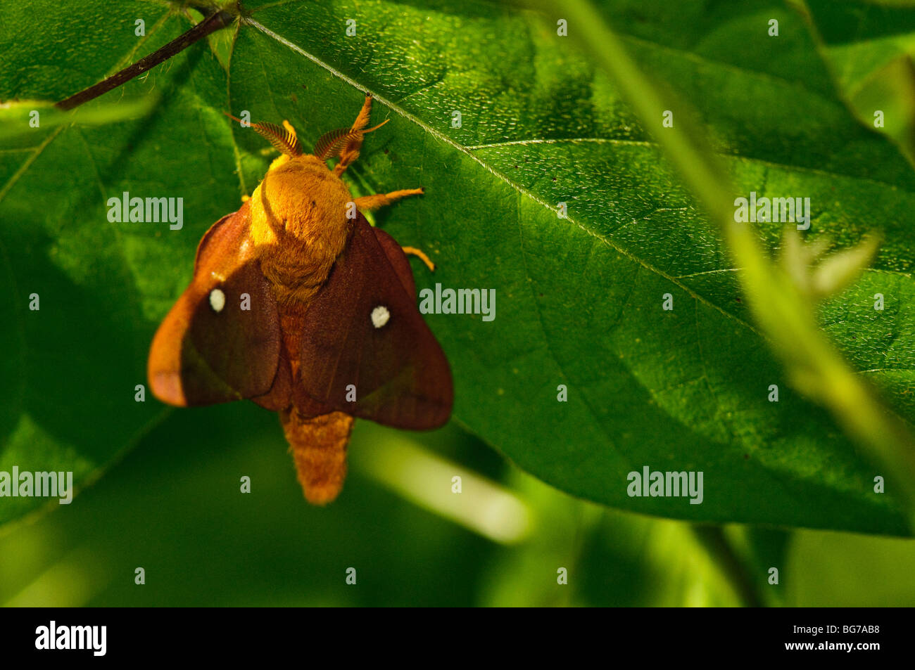 Male Oakworm moth Stock Photo - Alamy