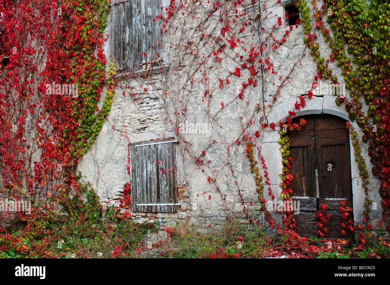 Stone house covered with virginia creeper, Herault, France Stock Photo ...