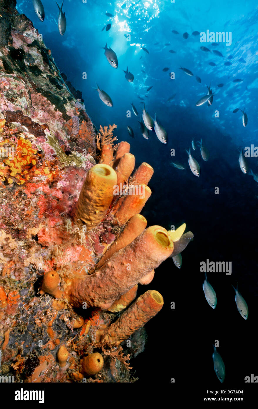 St vincent and underwater hi-res stock photography and images - Alamy