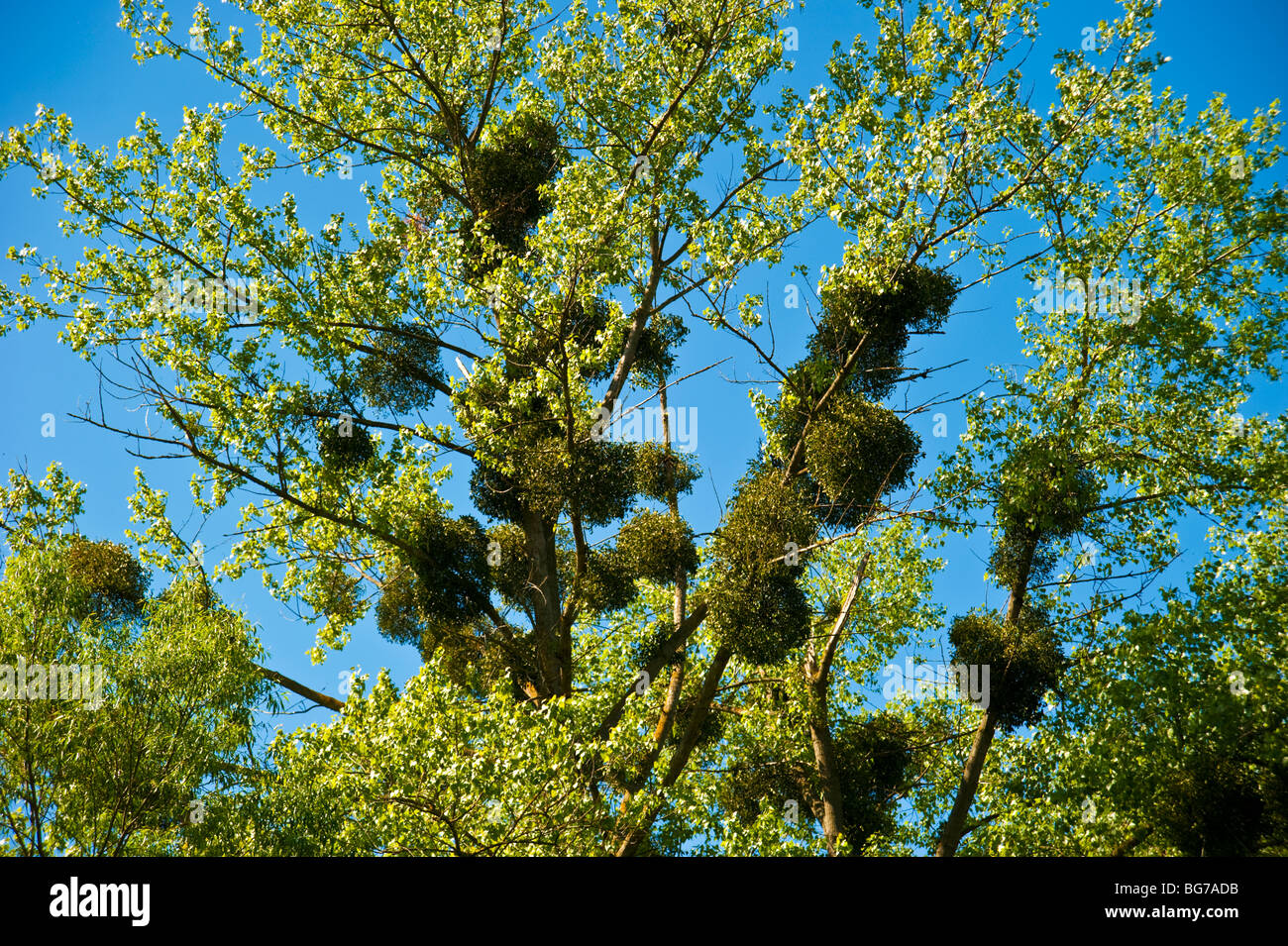 Mistletoe (Viscum) in tree near Elblag, Poland | Misteln im Baum ...