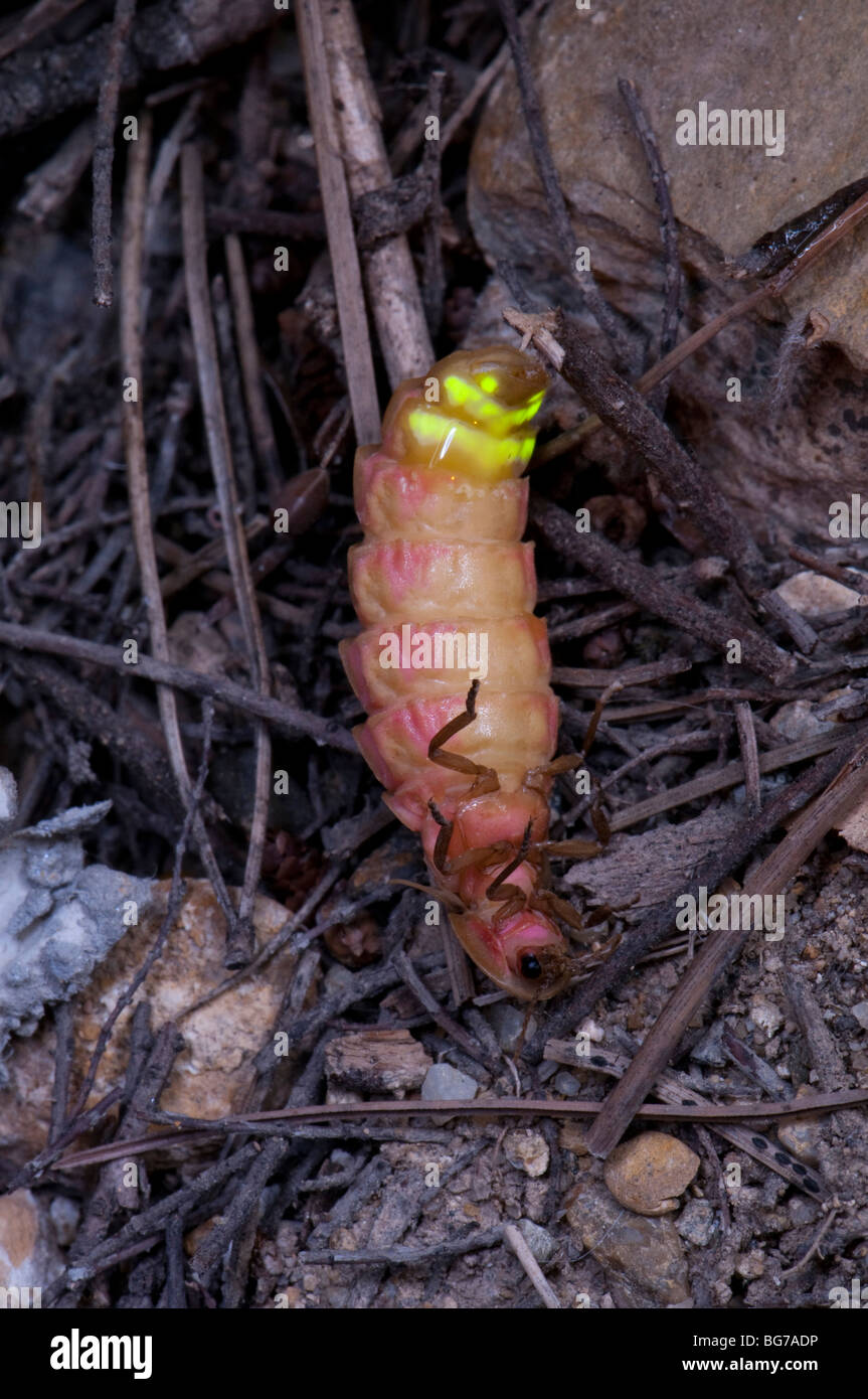 Glow worm hi-res stock photography and images - Alamy