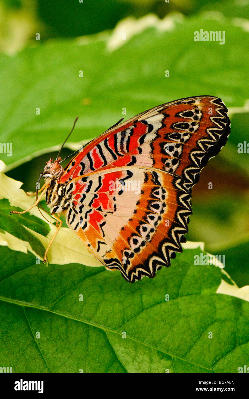 Malay lacewing butterfly hi-res stock photography and images - Alamy