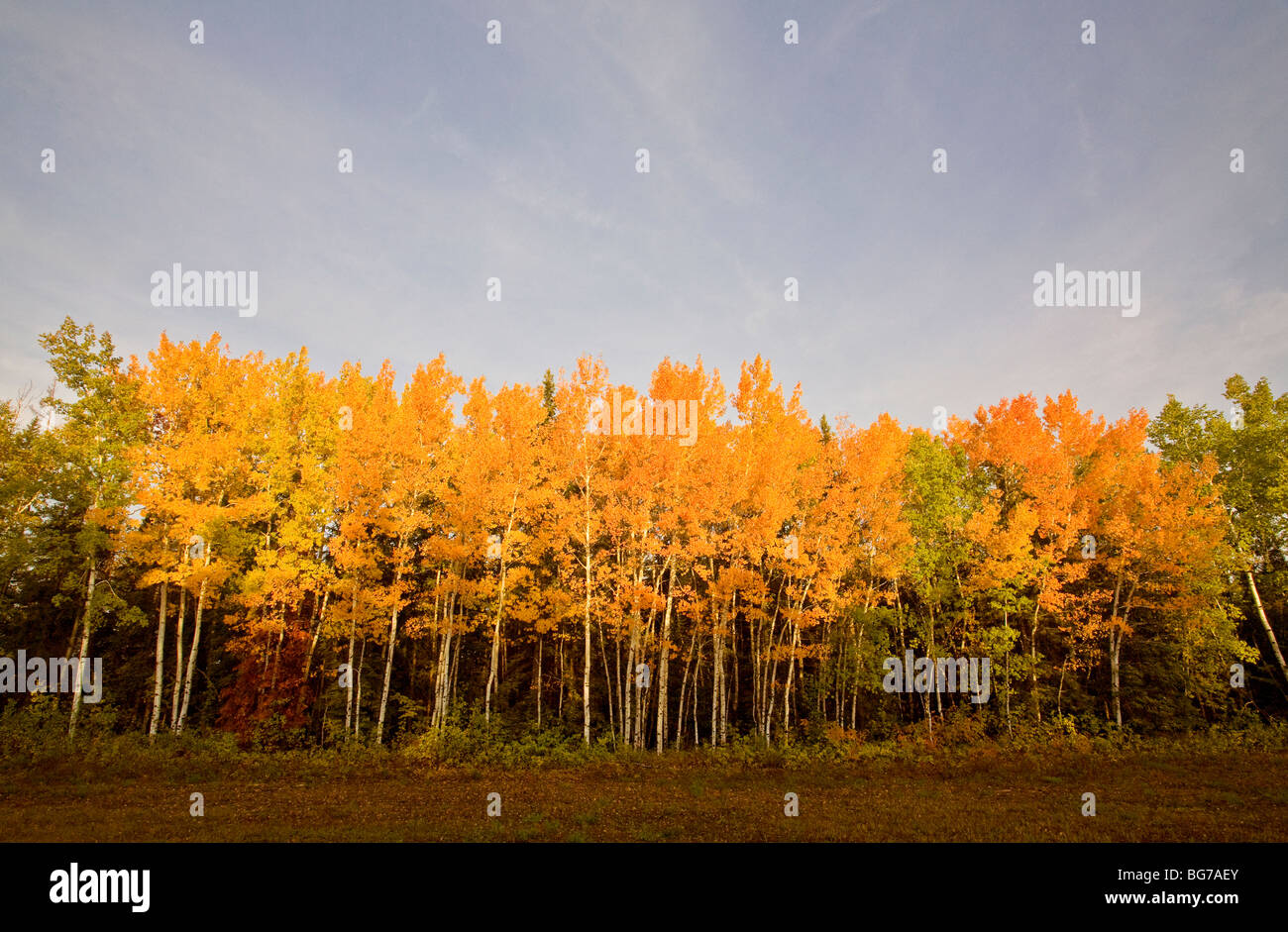 Fall Autumn colors trees Manitoba Canada Stock Photo - Alamy