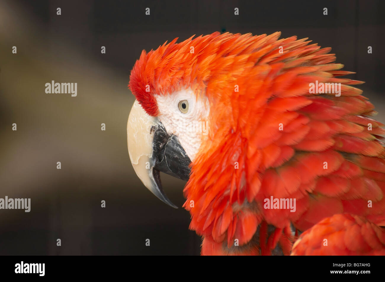 Macaw tongue hi-res stock photography and images - Alamy
