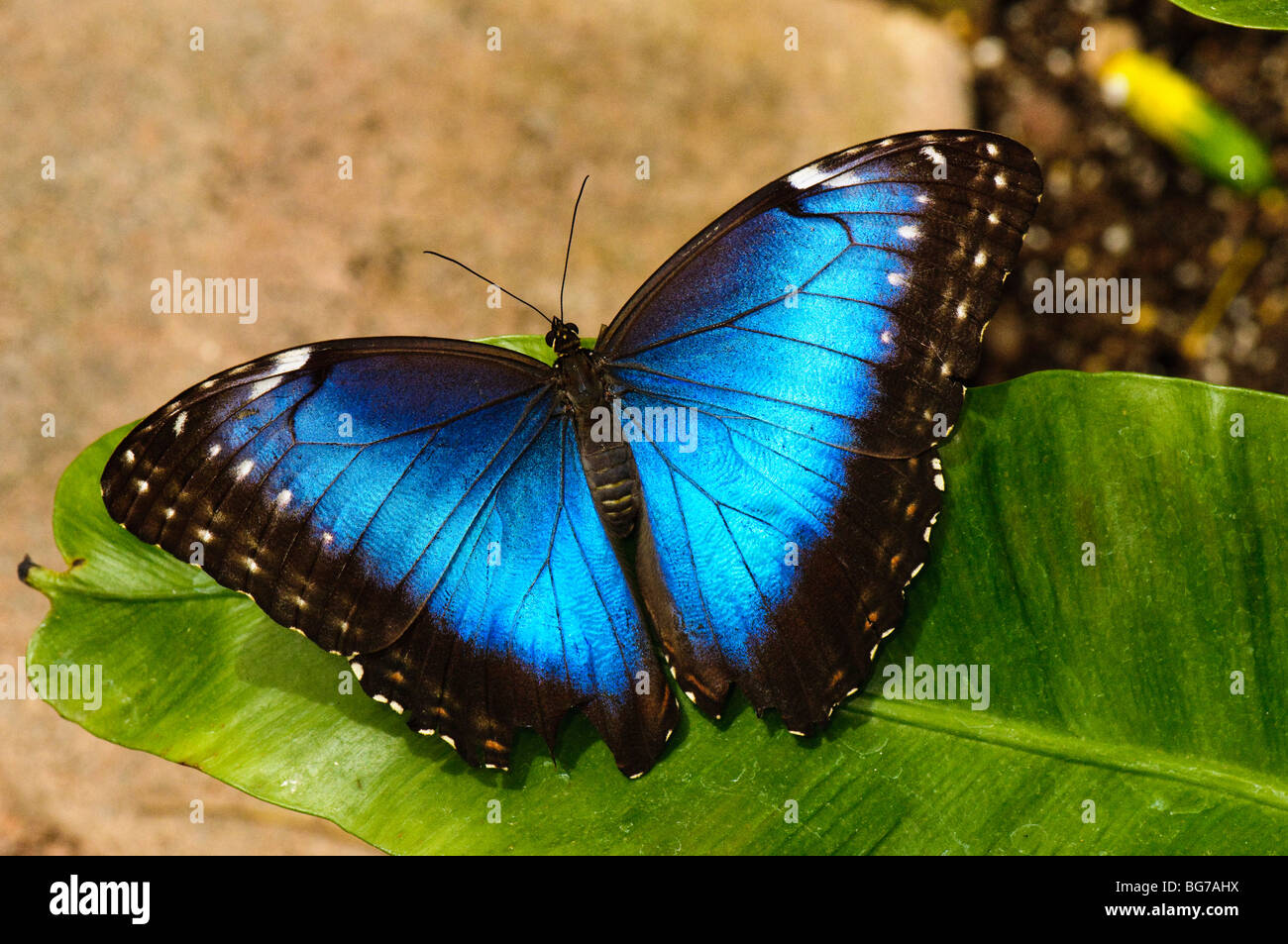 Male Morpho peleides butterfly, upper wing surface Stock Photo - Alamy