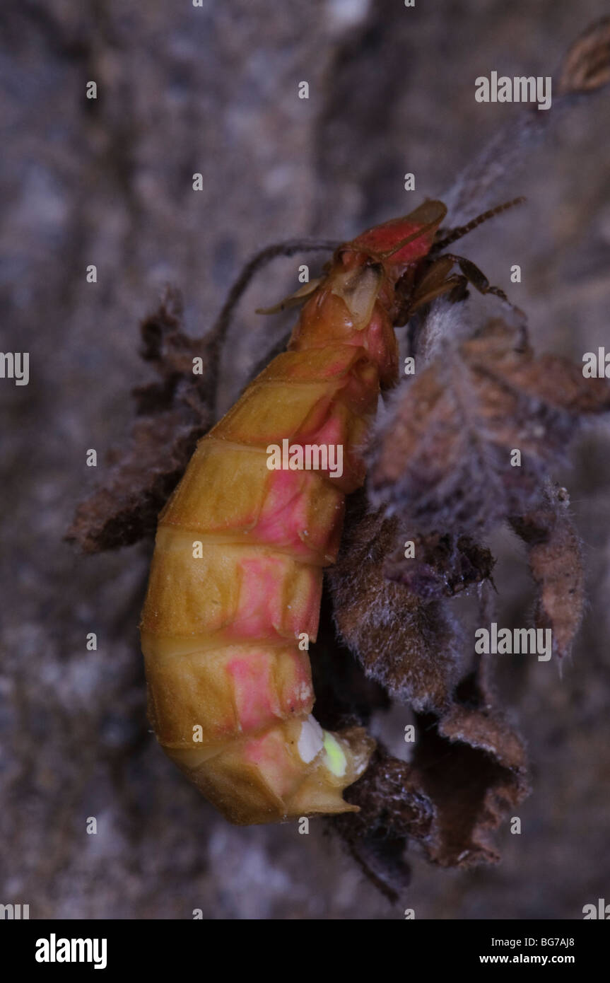 Light worm hi-res stock photography and images - Alamy