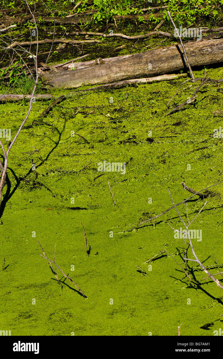 Swamp land at Oak Openings Preserve, a Toledo, Ohio, Metropark Stock ...